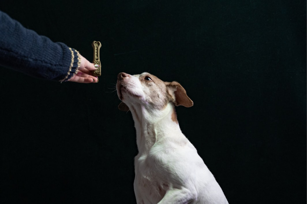 How to Train Your Dog: A Comprehensive Guide to Effective Dog Training ...