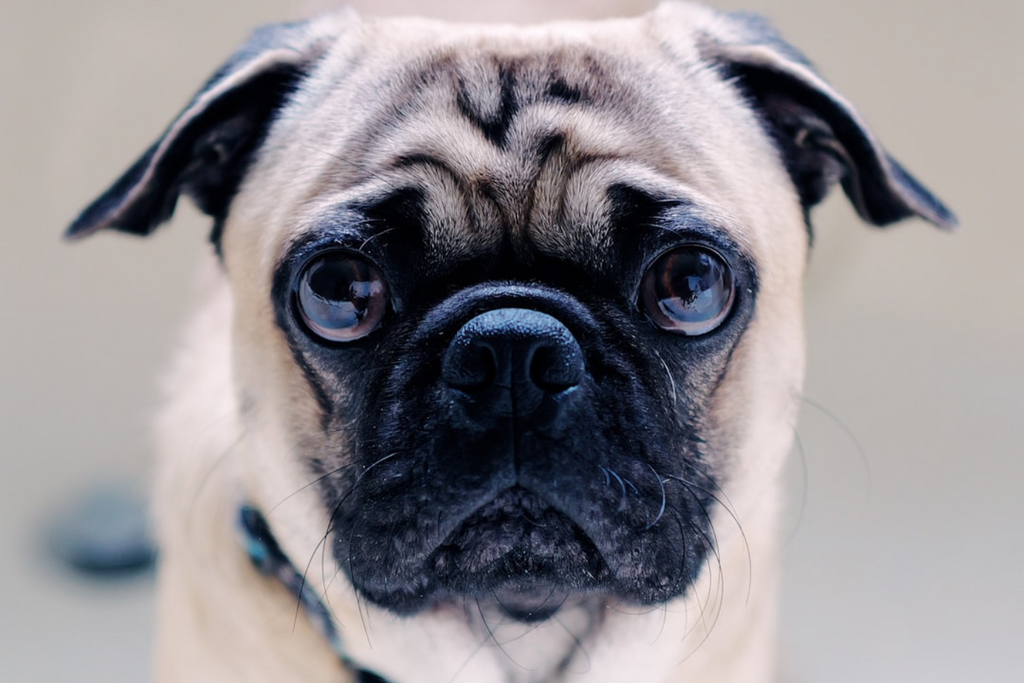 Pug Breathing Problems: What Causes It and How to Deal With It – Furvenzy
