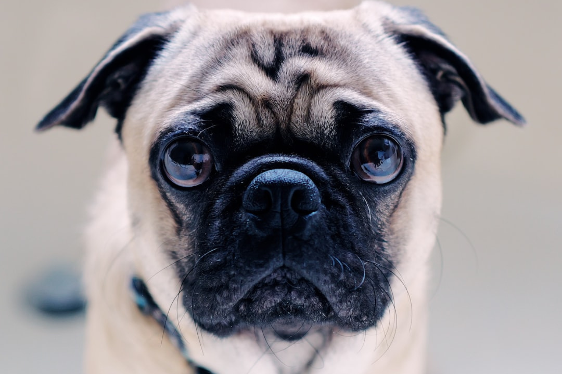 Pug Breathing Problems: What Causes It and How to Deal With It - Furvenzy