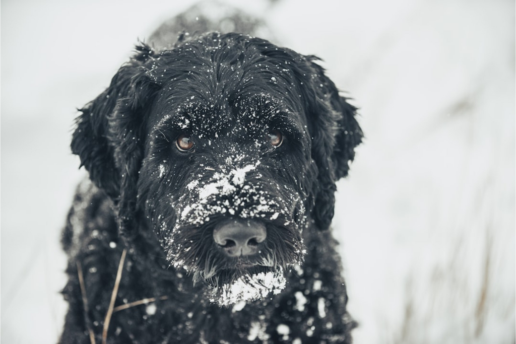 Dealing With Flea Dirt on Dogs: Identification and Removal Guide – Furvenzy